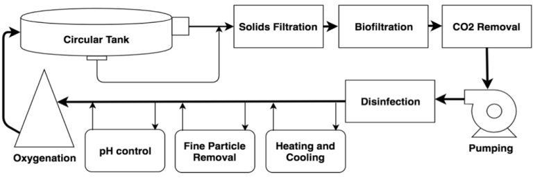 ỨNG DỤNG CÔNG NGHỆ RAS (RECIRCULATION AQUACULTURE SYSTEM) ĐỂ XỬ LÝ NƯỚC ...